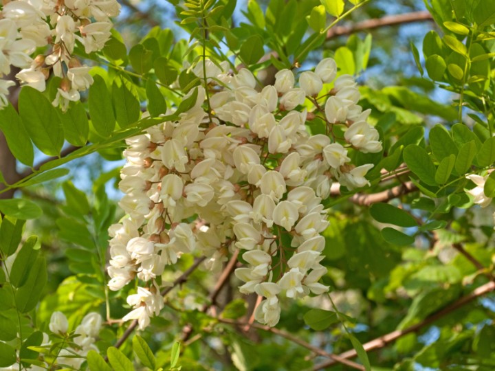 Zdjęcie: Zioła wspomagające pracę nerek – Fasola zwyczajna, Akacja i ...